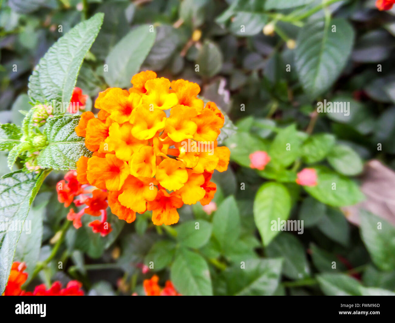 Lantana various color bloom in the garden has green leaf backgroud ...