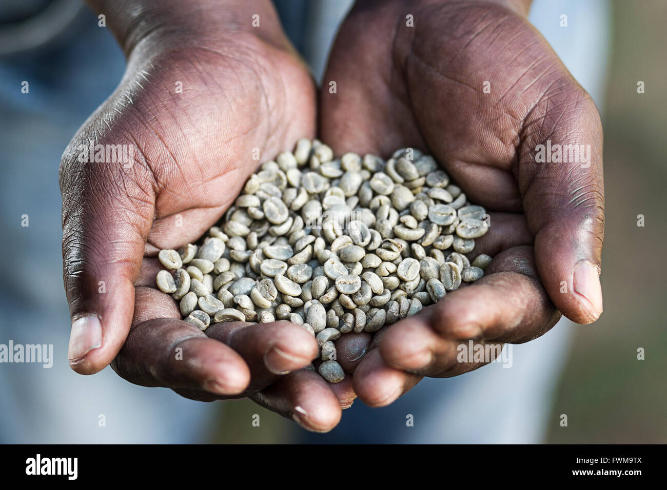 African male holding raw coffee beans in his hands Stock Photo - Alamy