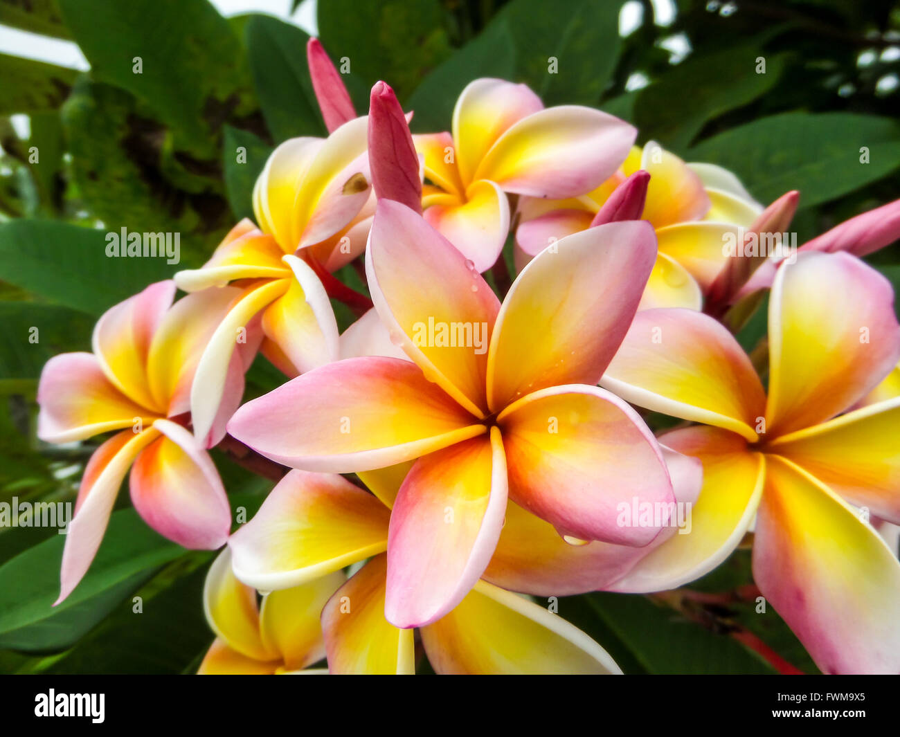 Group of Plumeria, Frangipani flower has more than three color Stock ...