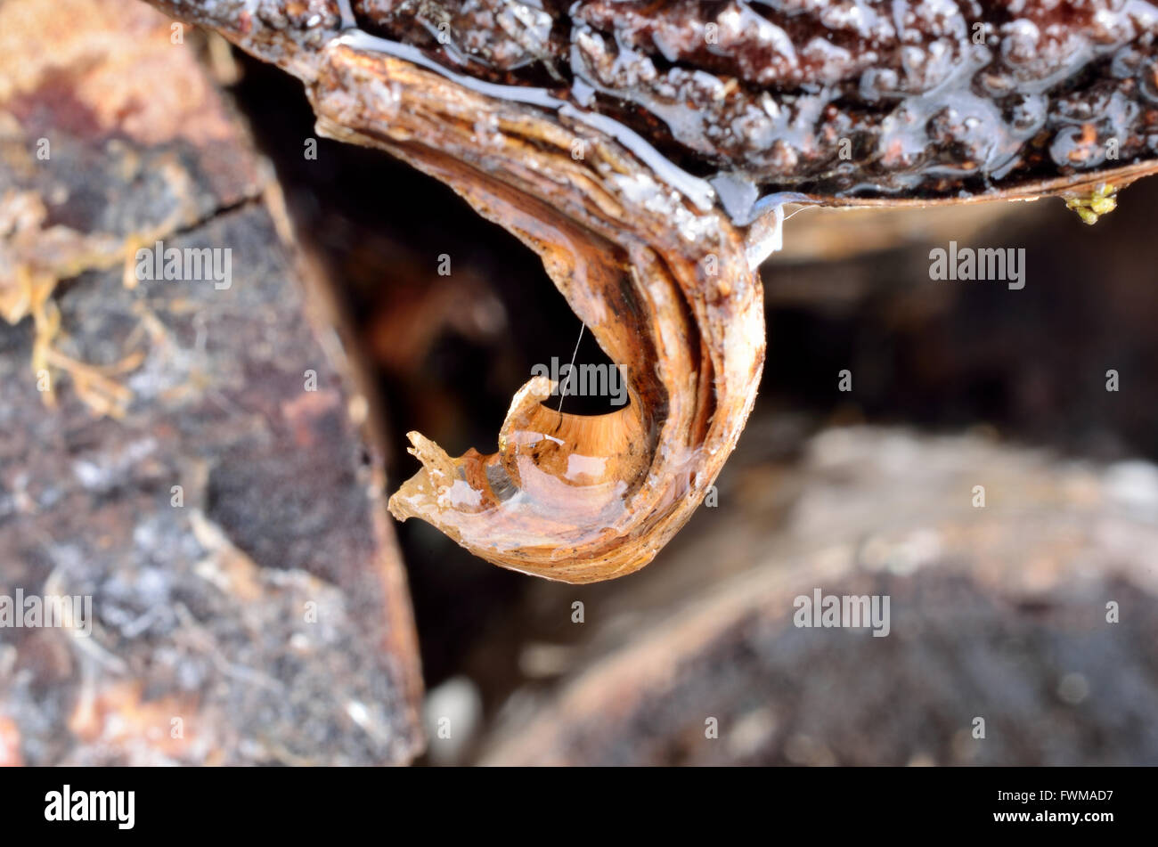 water dripping from birch log bark macro Stock Photo - Alamy