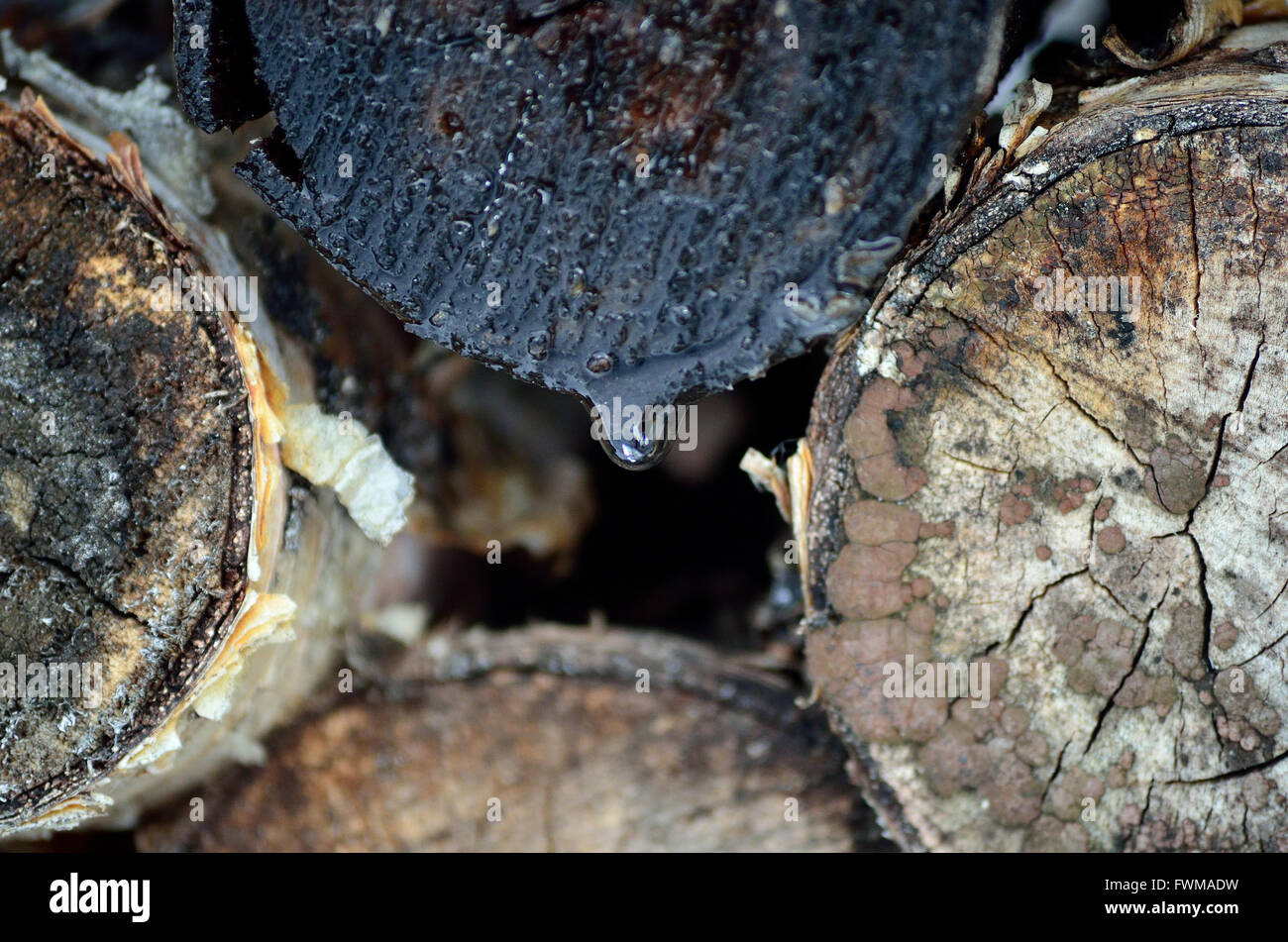 water drop hanging from firewood log Stock Photo - Alamy