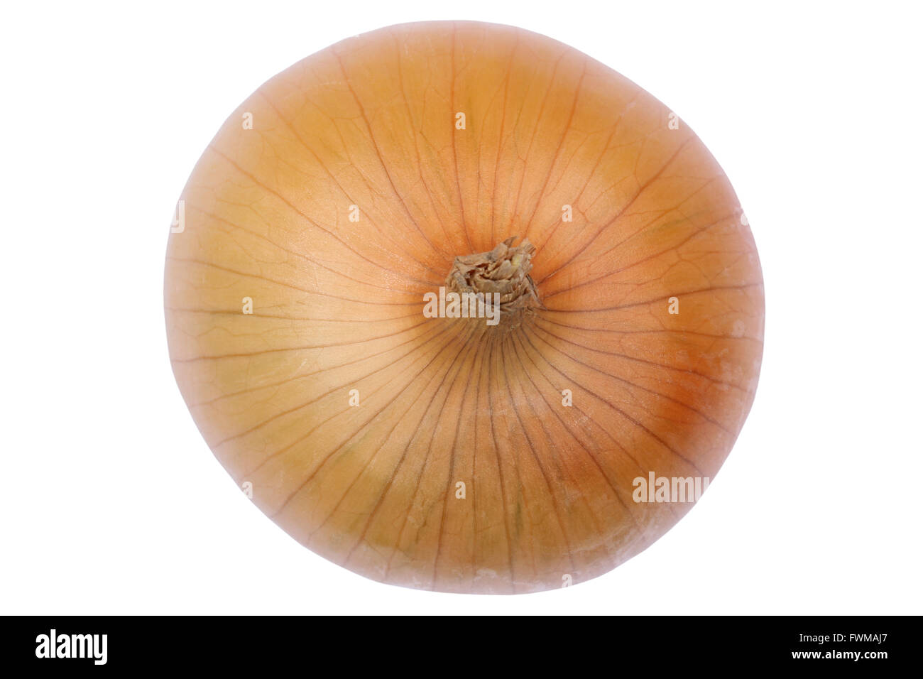 Onion top view vegetable isolated on a white background Stock Photo - Alamy