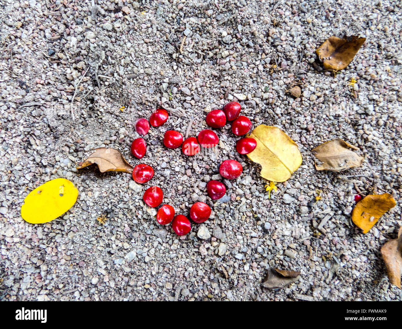 Red heart of palm seed and yellow leaf on sand texture Stock Photo - Alamy
