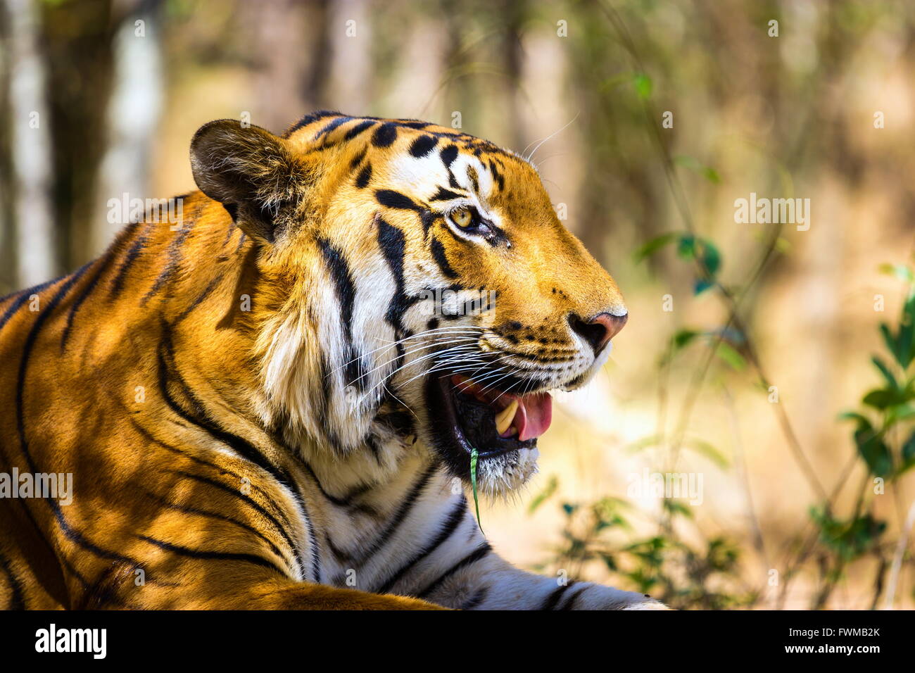 Tiger National animal of India Stock Photo - Alamy