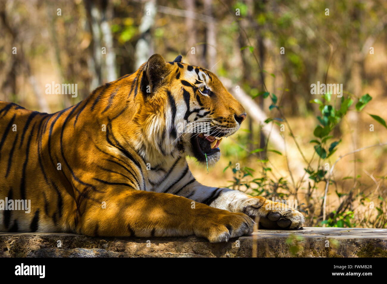 Tiger National animal of India Stock Photo - Alamy