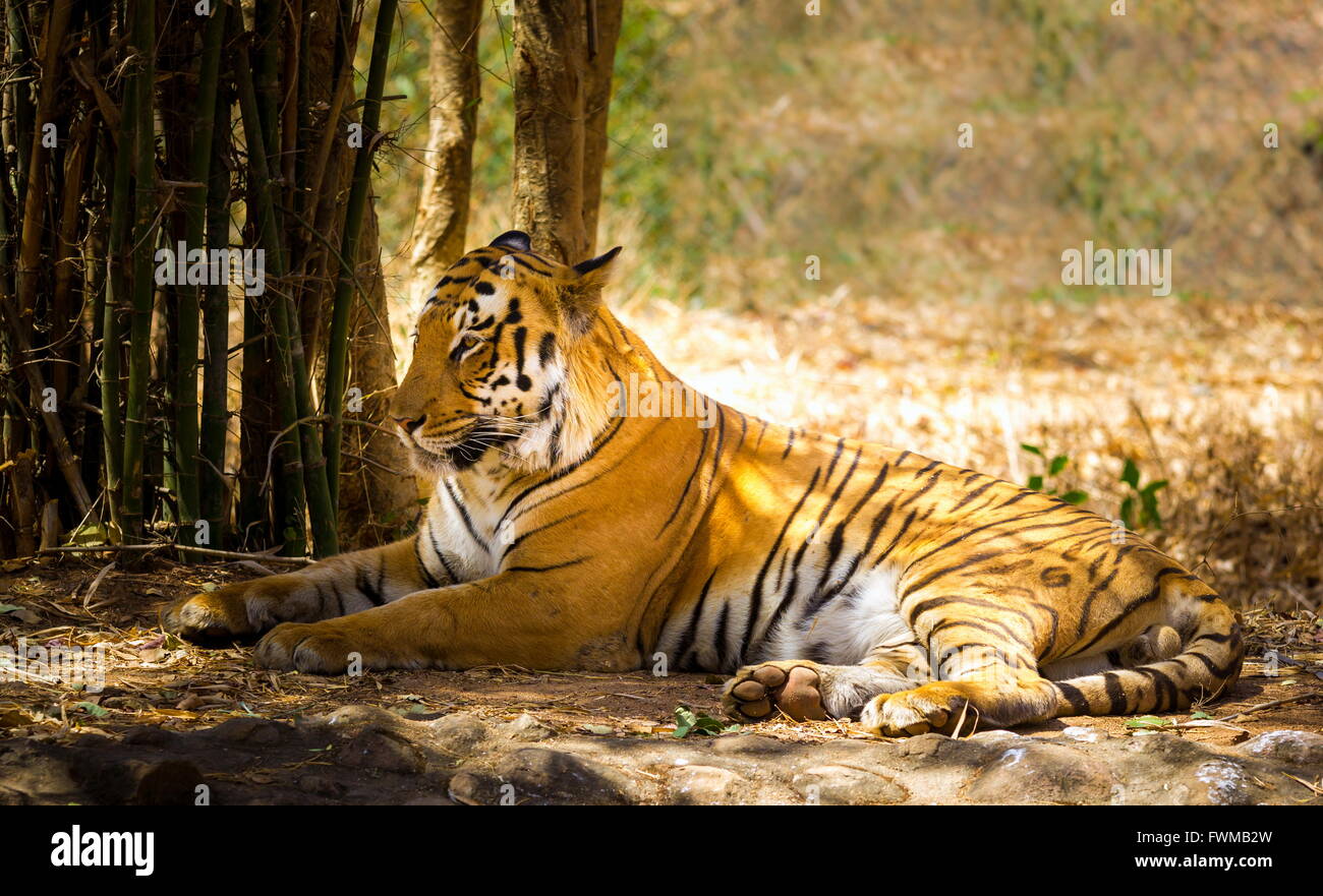 Tiger National animal of India Stock Photo - Alamy