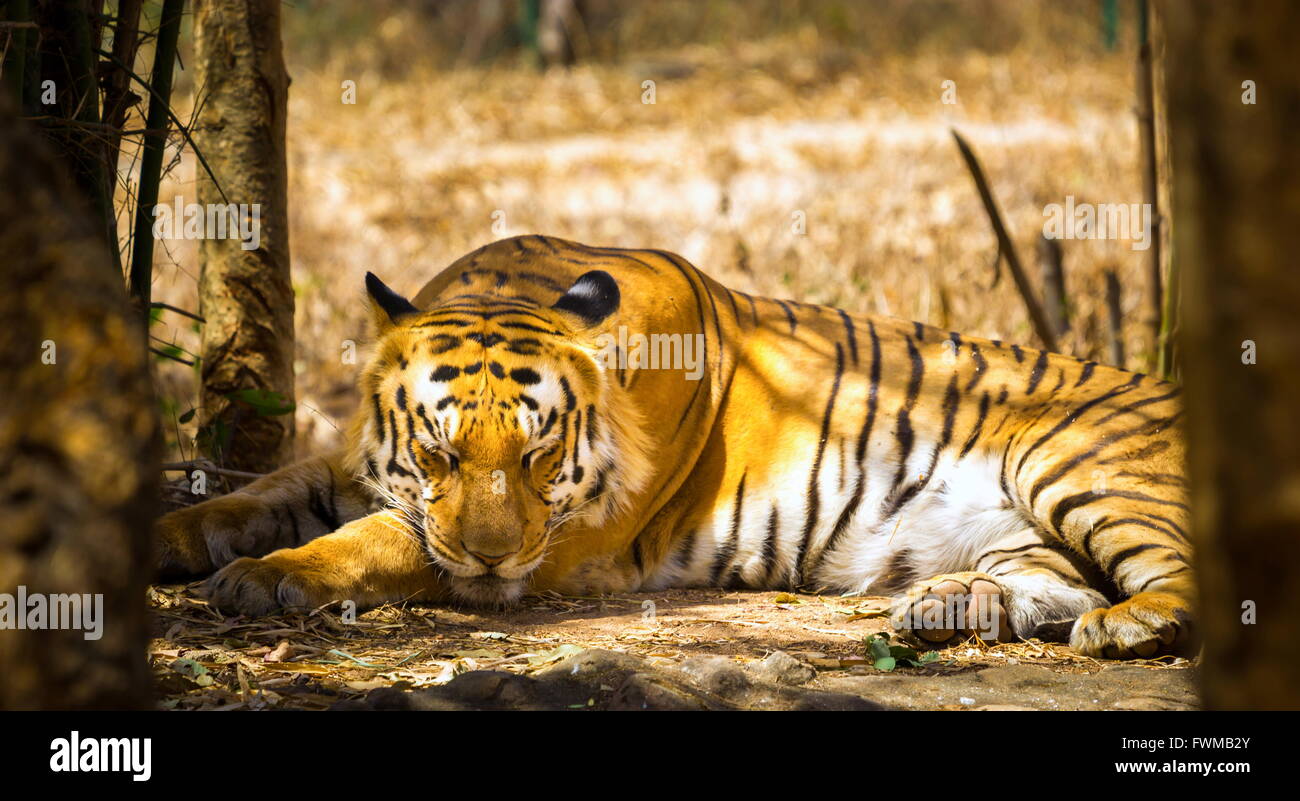 Tiger National animal of India Stock Photo - Alamy