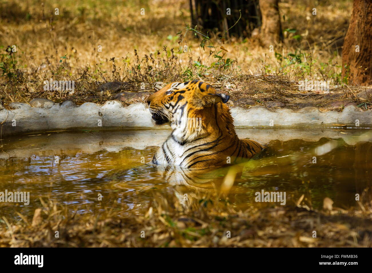 Tiger National animal of India Stock Photo - Alamy