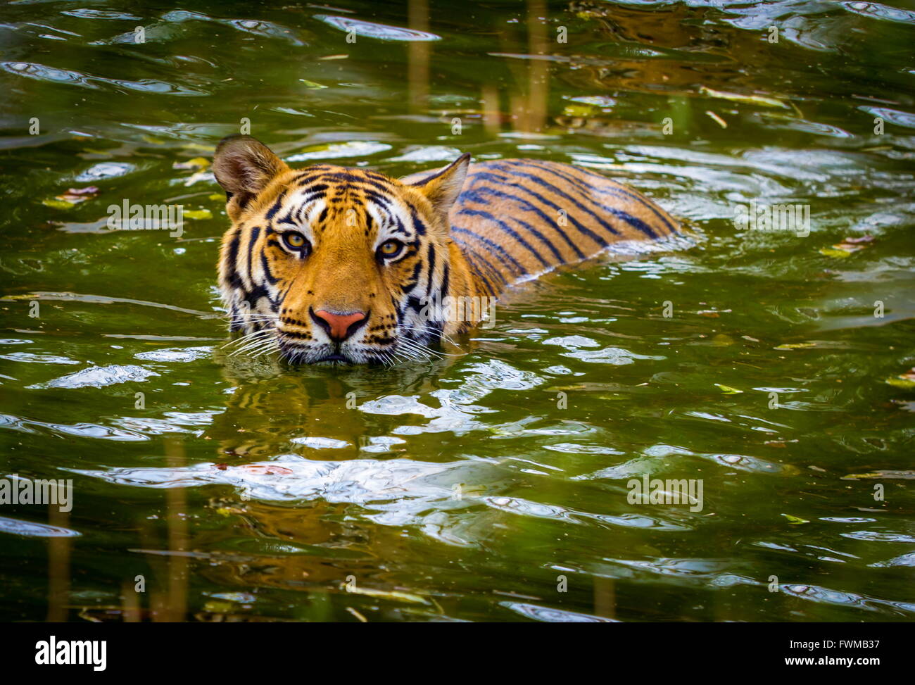 Tiger National animal of India Stock Photo - Alamy
