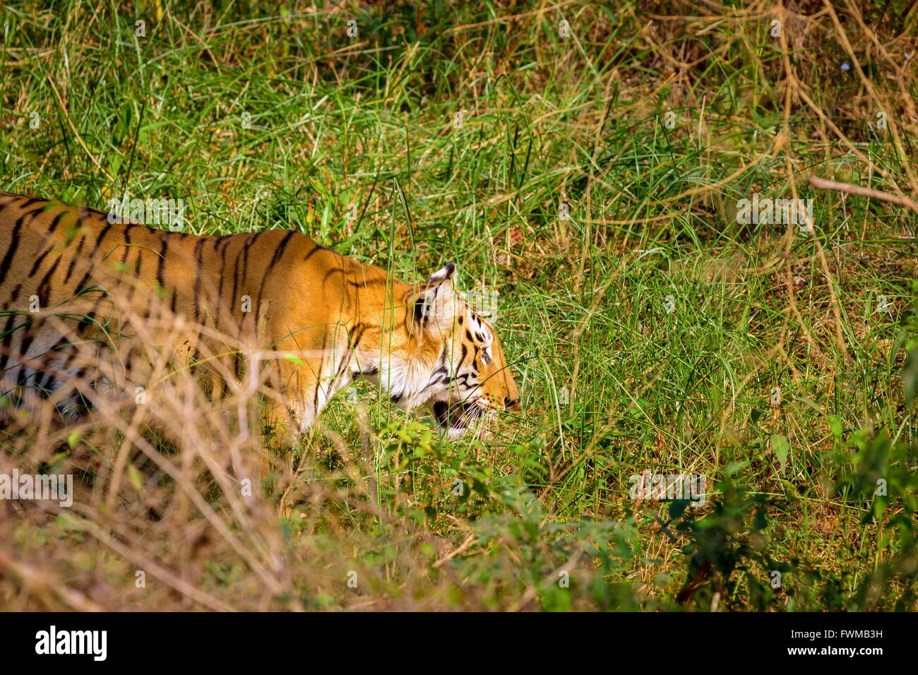 Tiger National animal of India Stock Photo - Alamy