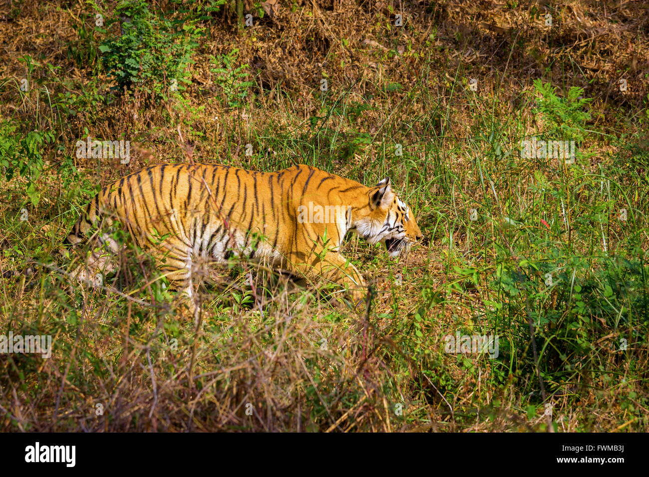 Tiger National animal of India Stock Photo - Alamy