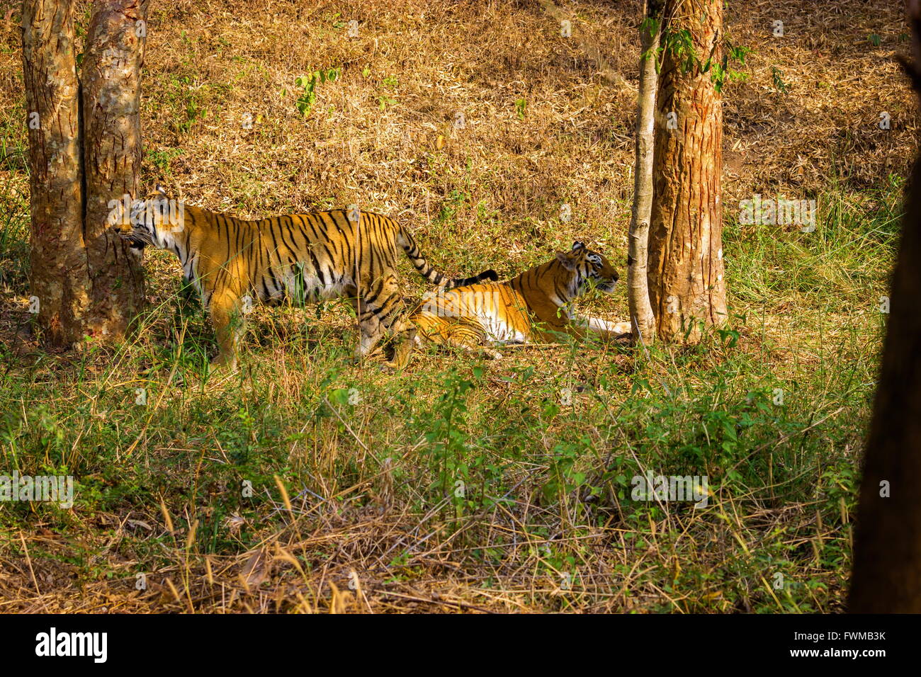 Tiger National animal of India Stock Photo - Alamy