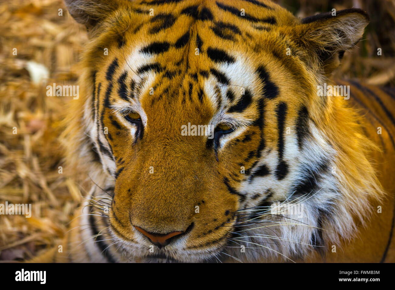 Tiger National animal of India Stock Photo - Alamy