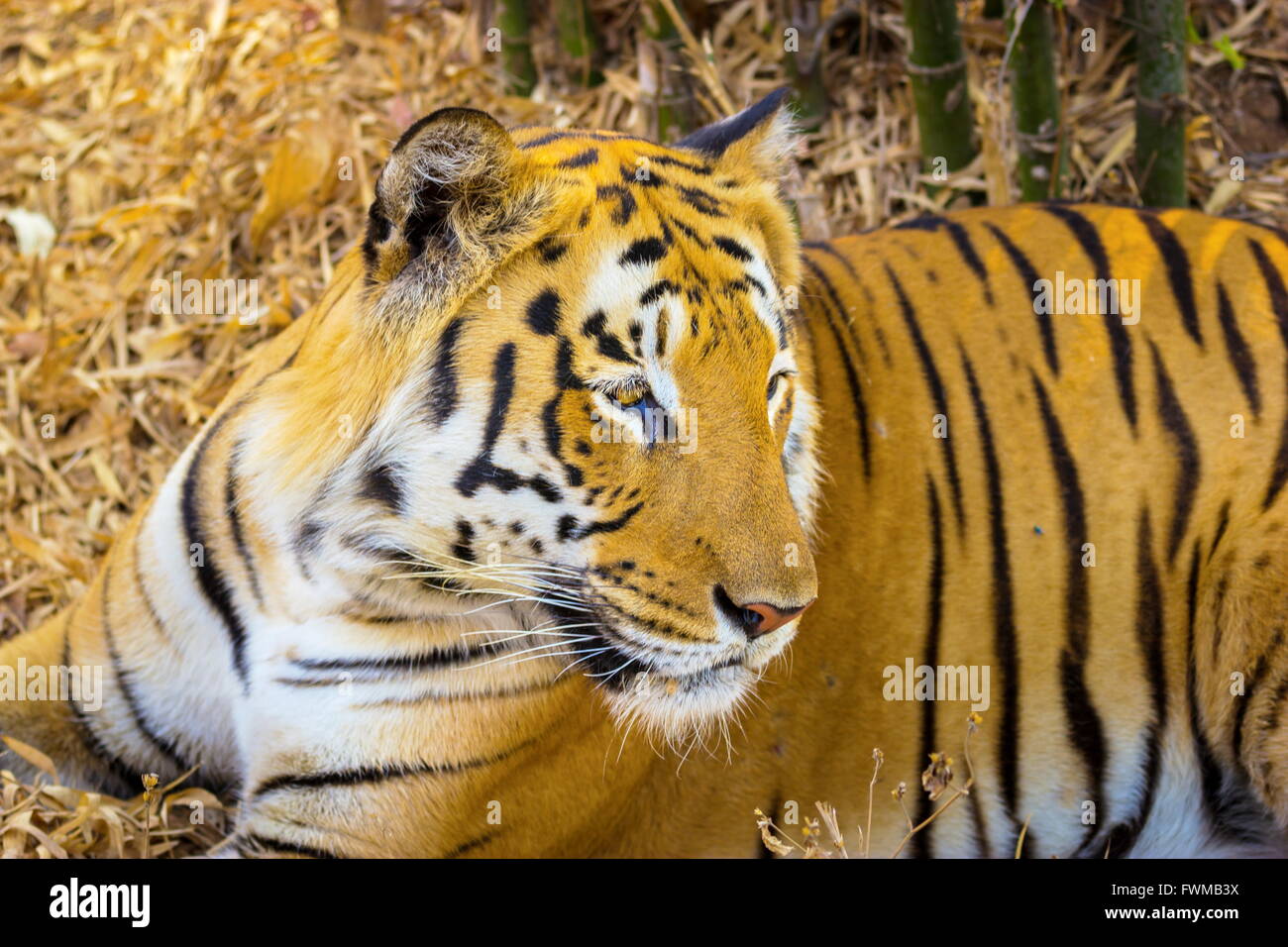 Tiger National animal of India Stock Photo - Alamy
