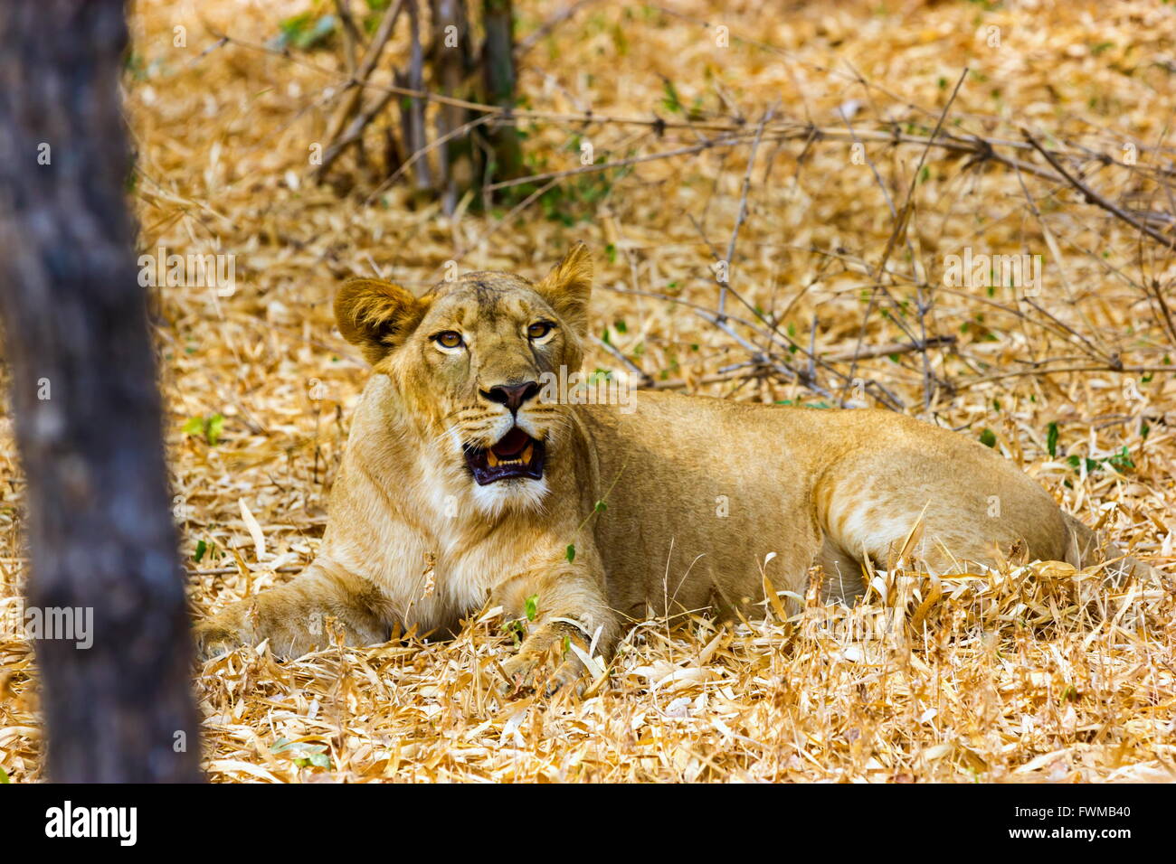 Asiatic Lion Incredible India Stock Photo - Alamy