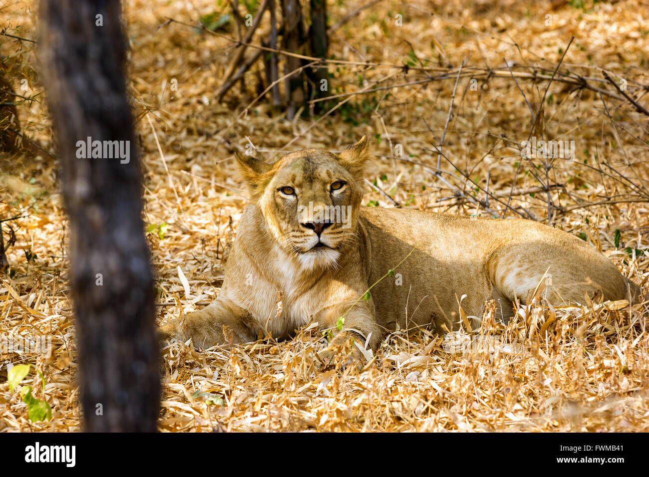 Asiatic Lion Incredible India Stock Photo - Alamy