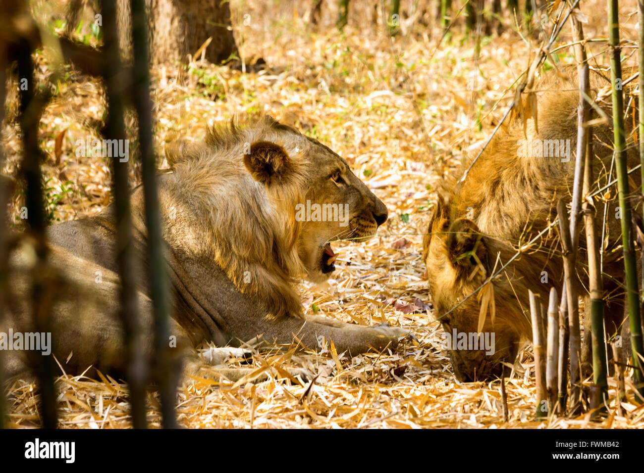Asiatic Lion Incredible India Stock Photo - Alamy