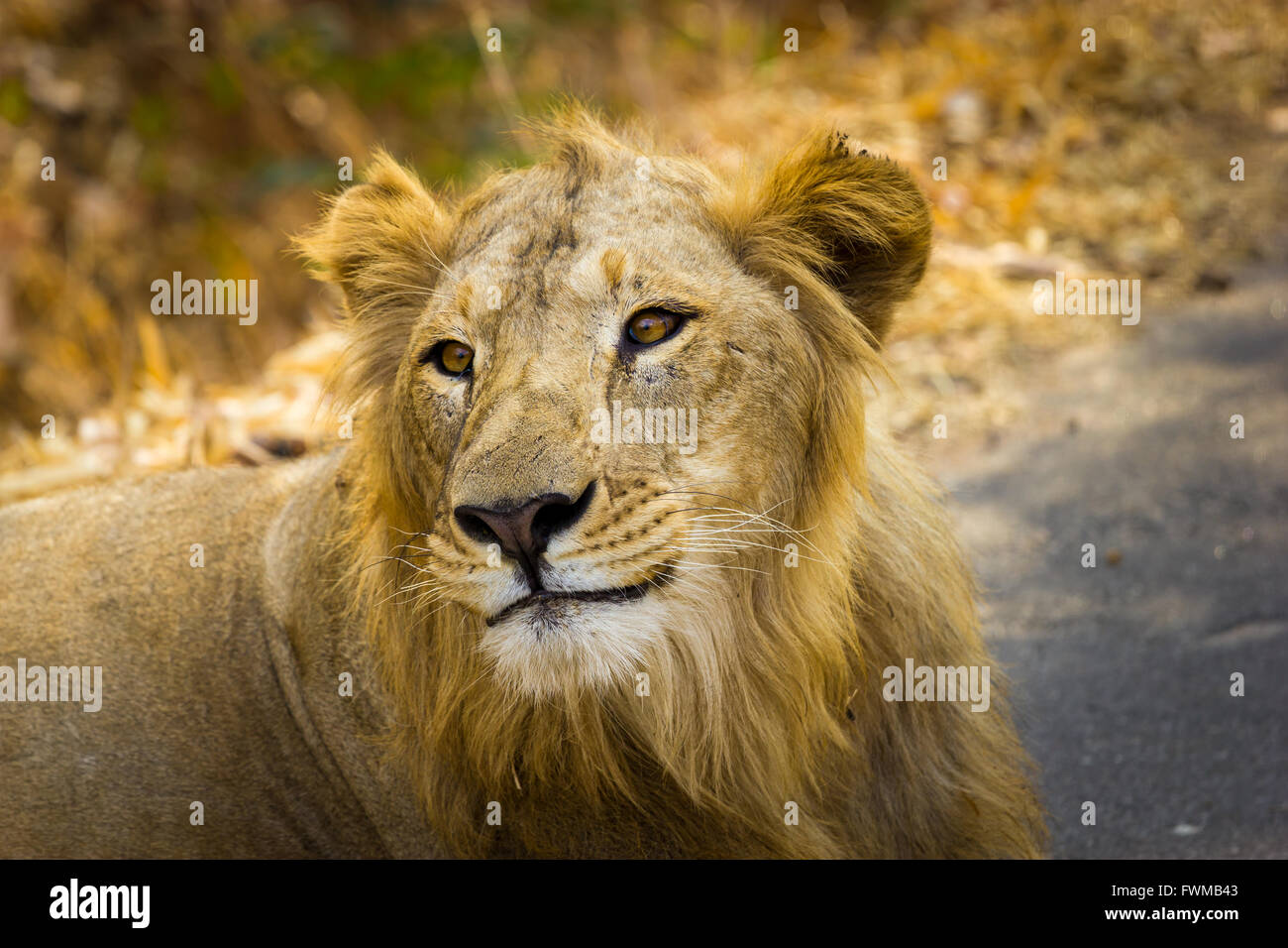Asiatic Lion Incredible India Stock Photo - Alamy