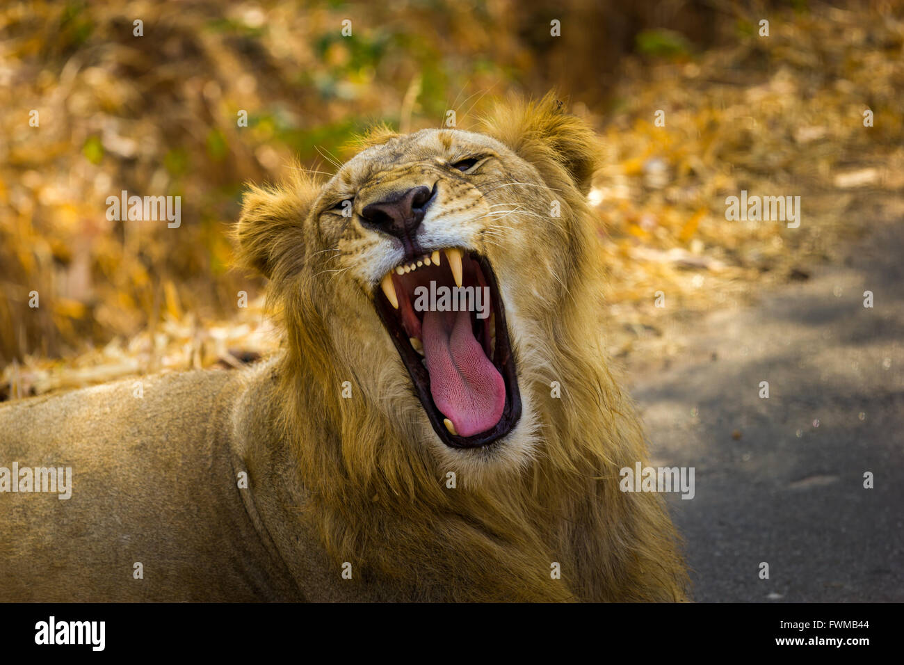 Asiatic Lion Incredible India Stock Photo - Alamy