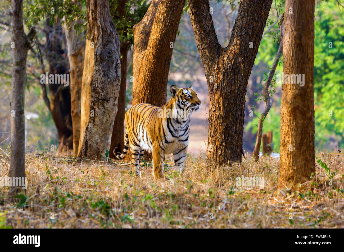 Tiger National animal of India Stock Photo - Alamy