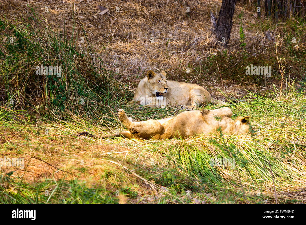 Asiatic lion fur pattern hi-res stock photography and images - Alamy