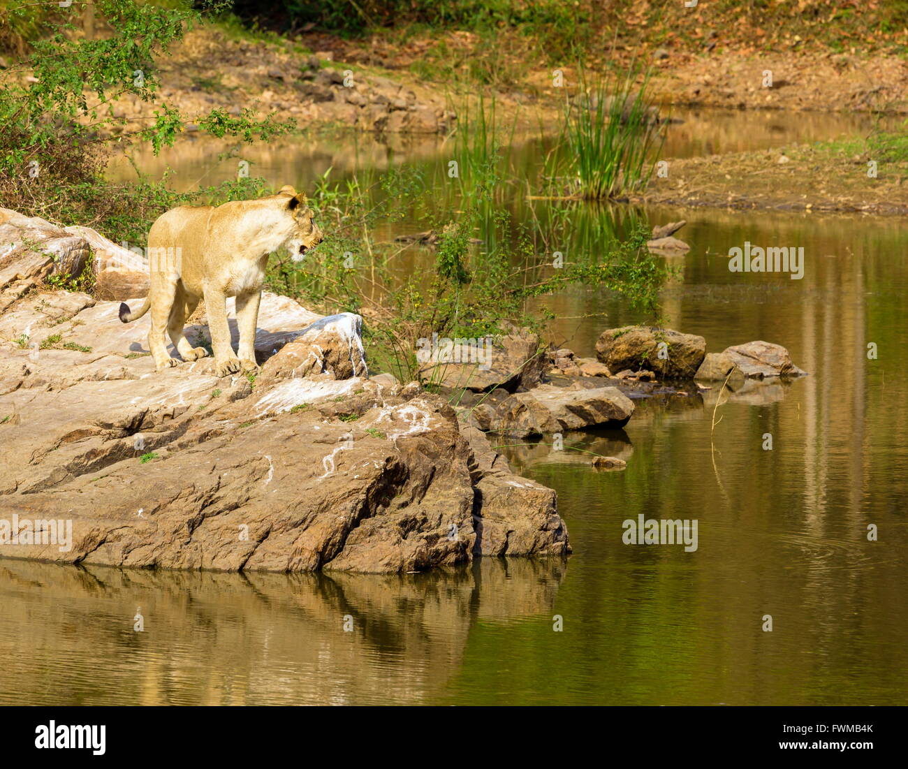 Asiatic lion fur pattern hi-res stock photography and images - Alamy