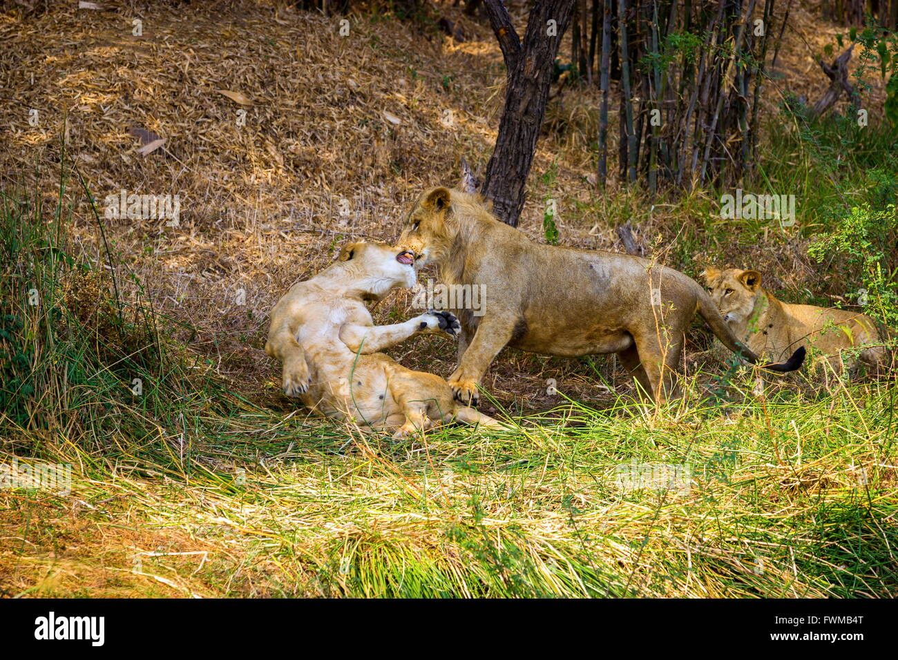 Asiatic Lion Incredible India Stock Photo - Alamy