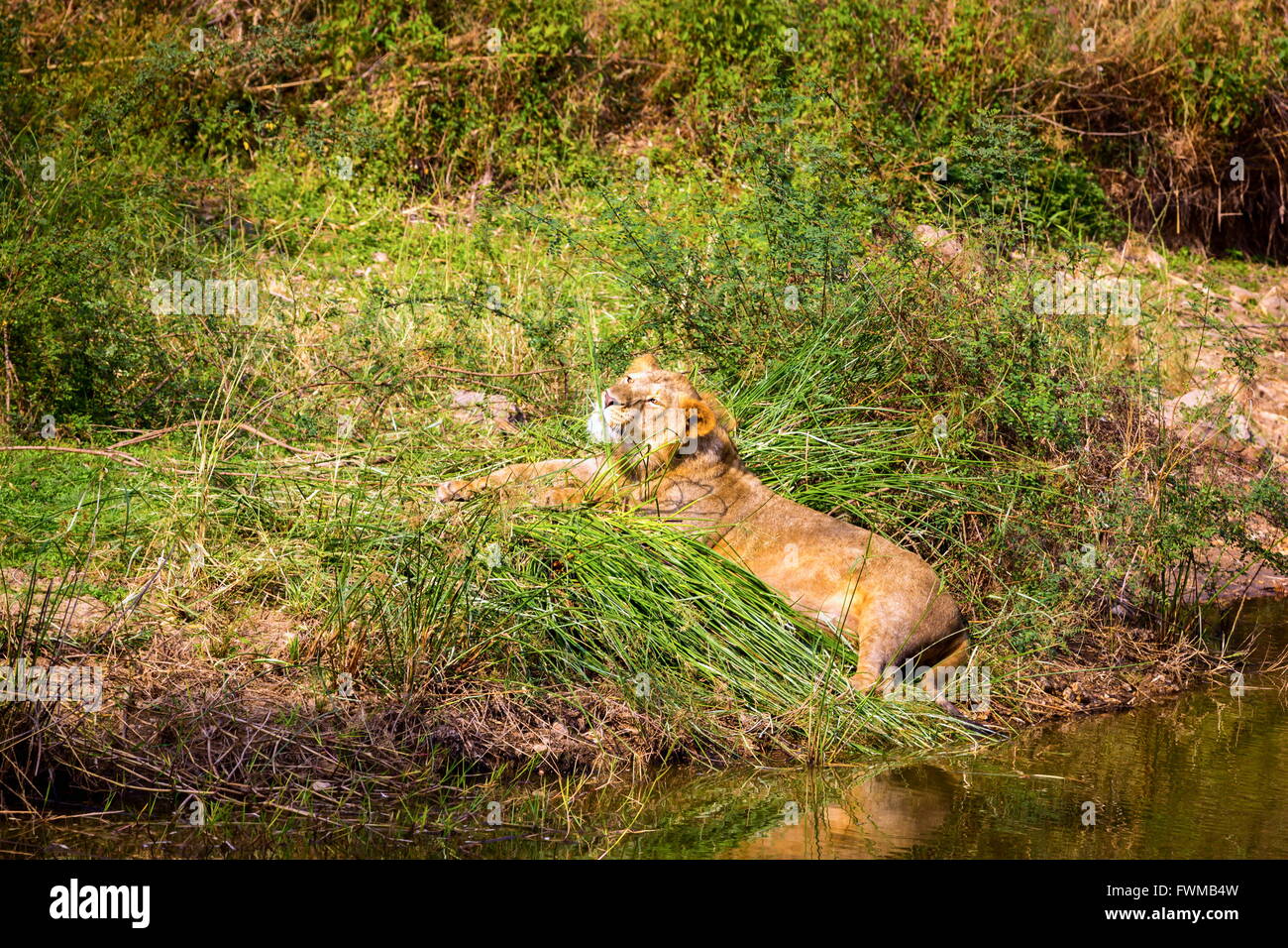 Asiatic Lion Incredible India Stock Photo - Alamy