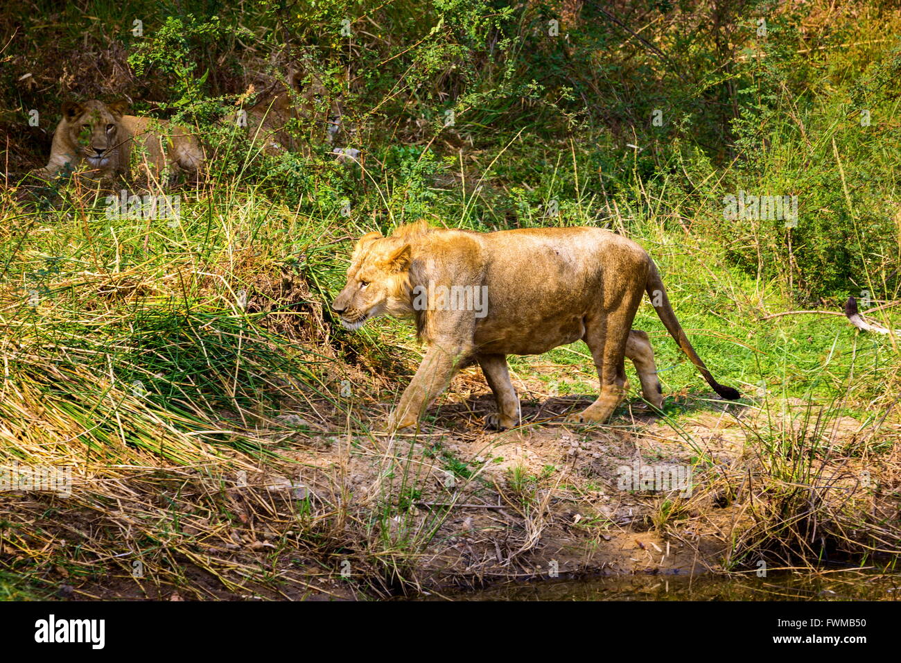 Asiatic lion fur pattern hi-res stock photography and images - Alamy