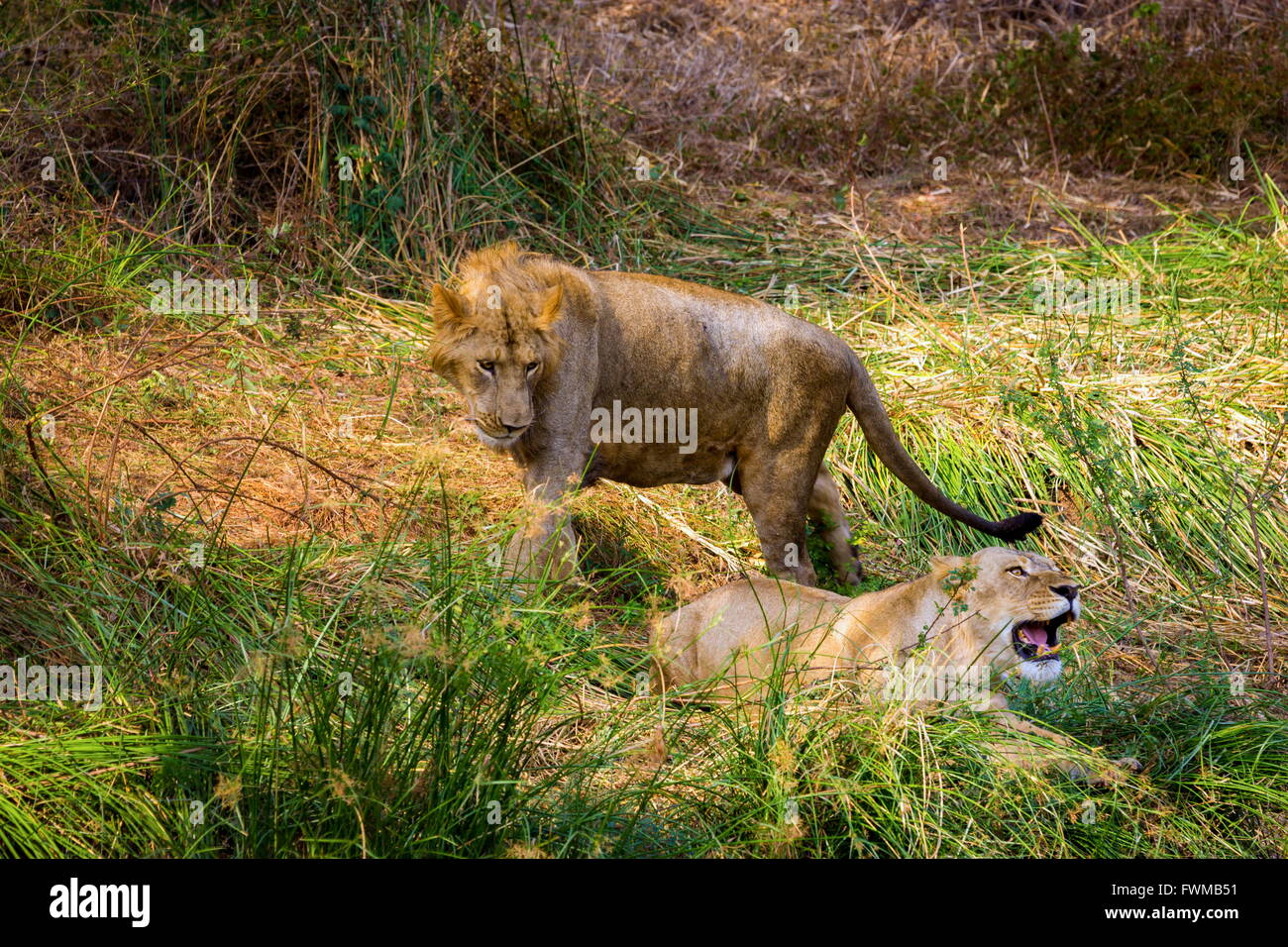 Asiatic lion fur pattern hi-res stock photography and images - Alamy