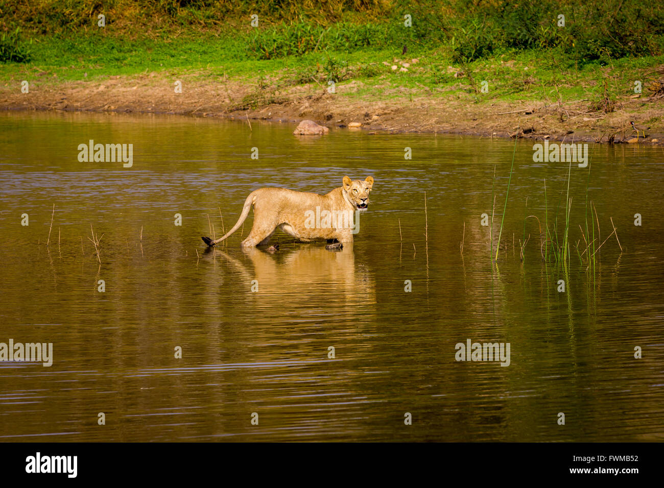 Asiatic lion fur pattern hi-res stock photography and images - Alamy