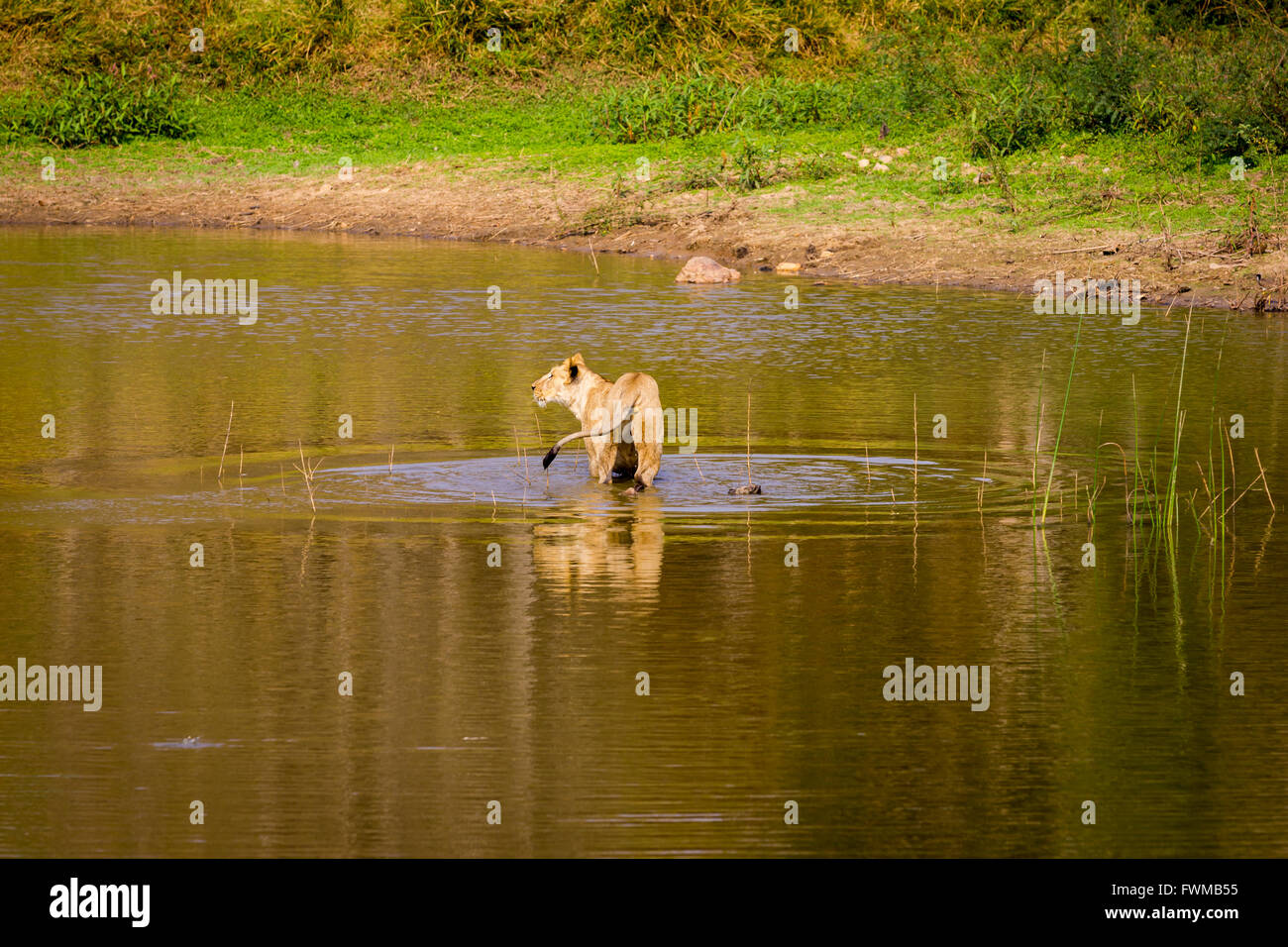 Asiatic Lion, very rare and endangered Stock Photo - Alamy