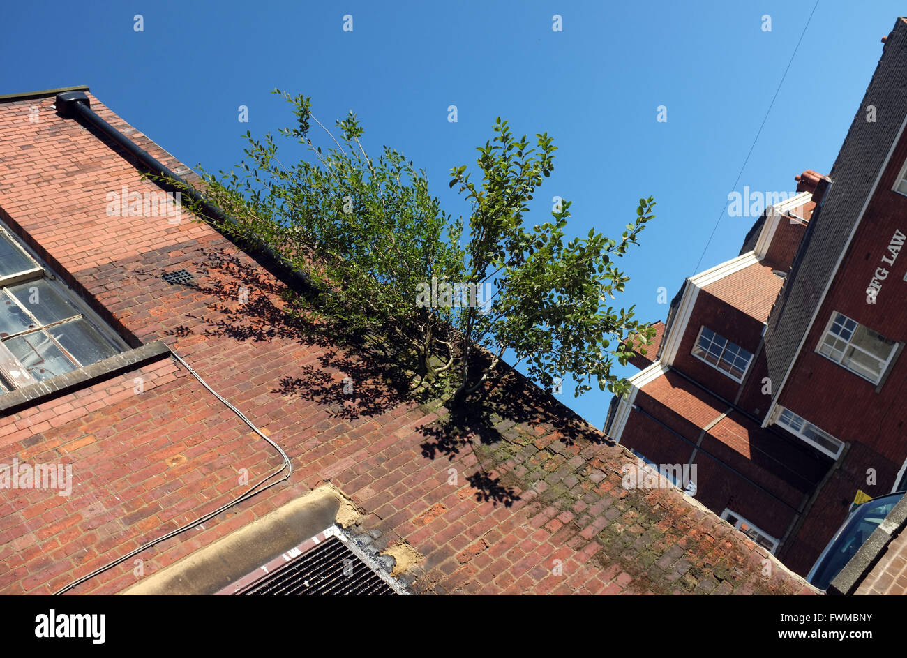 A large tree plant taking root in the brickwork of a town centre ...