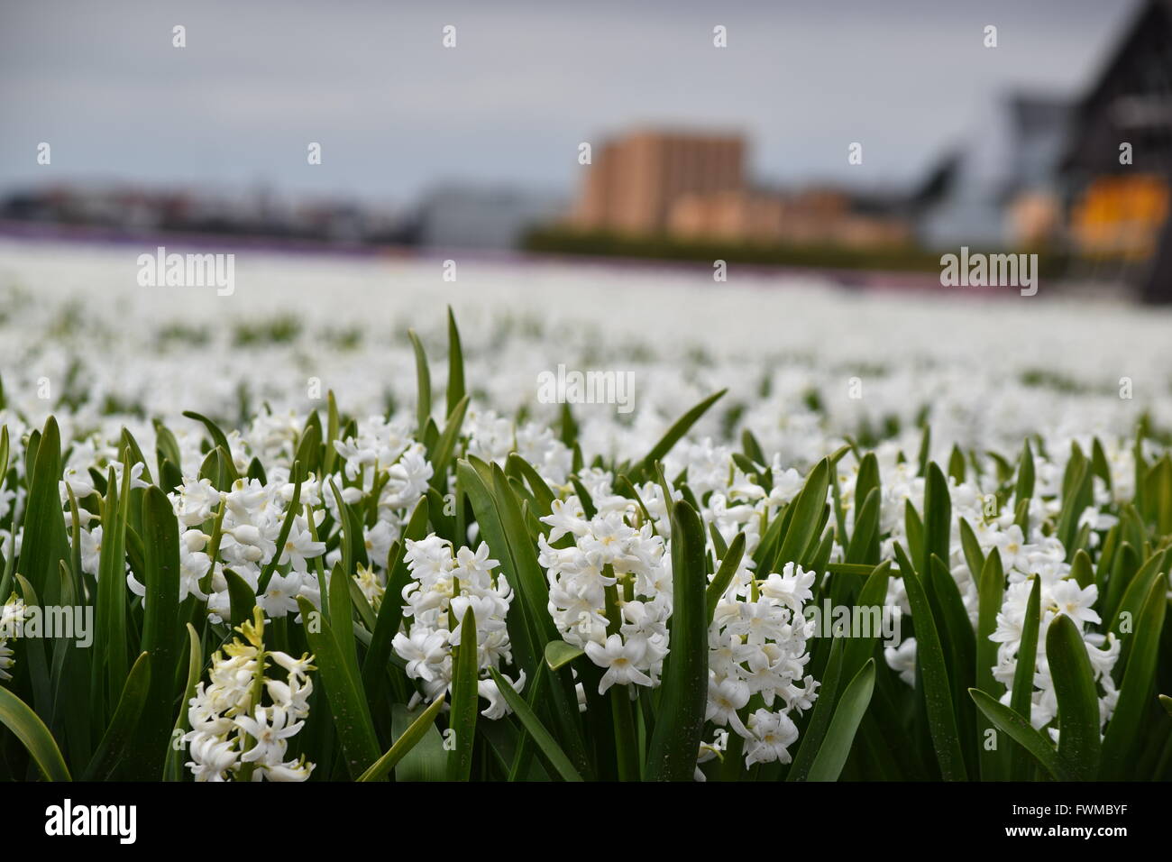More white hi-res stock photography and images - Alamy