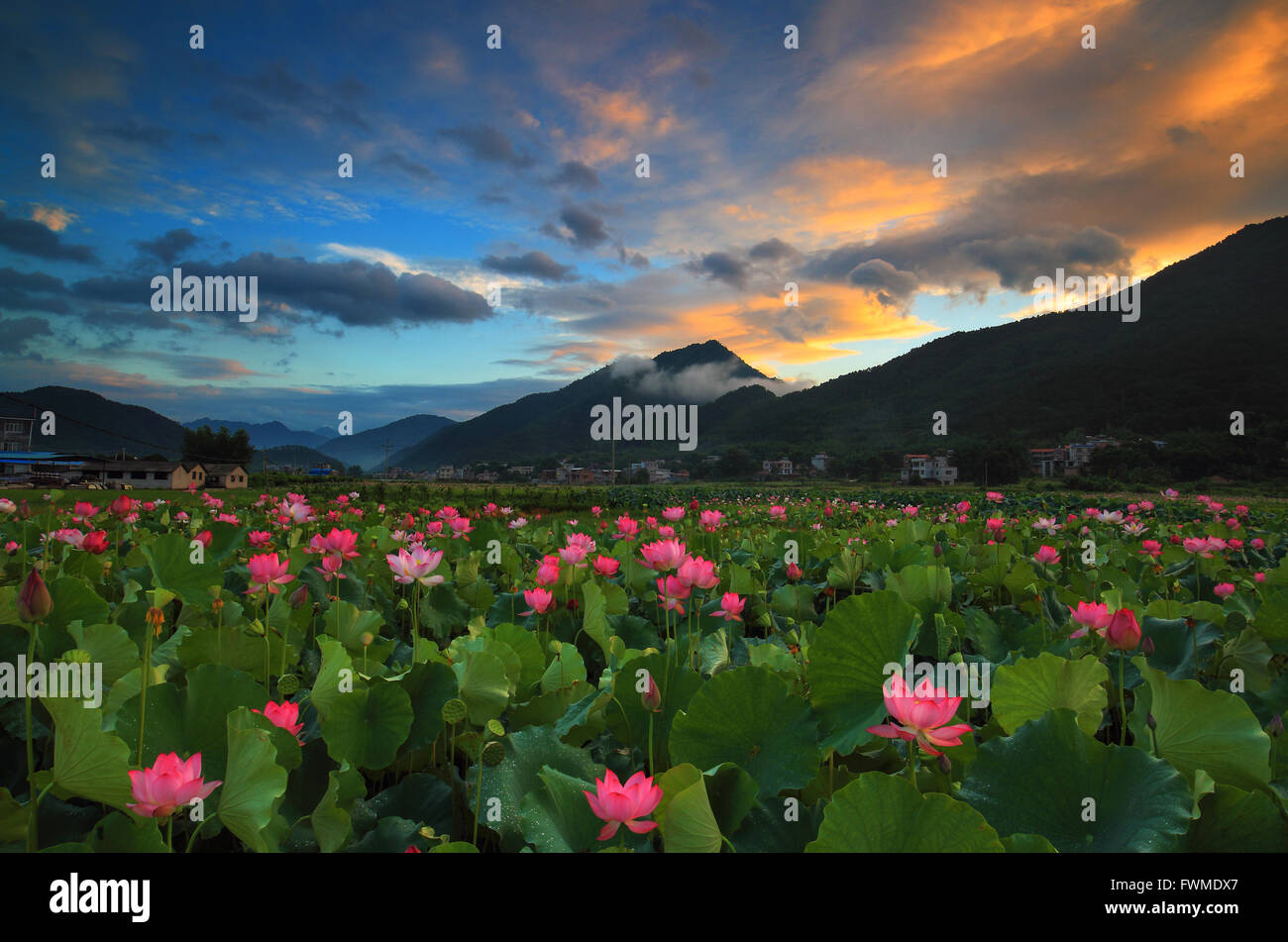 Heze shandong hi-res stock photography and images - Alamy