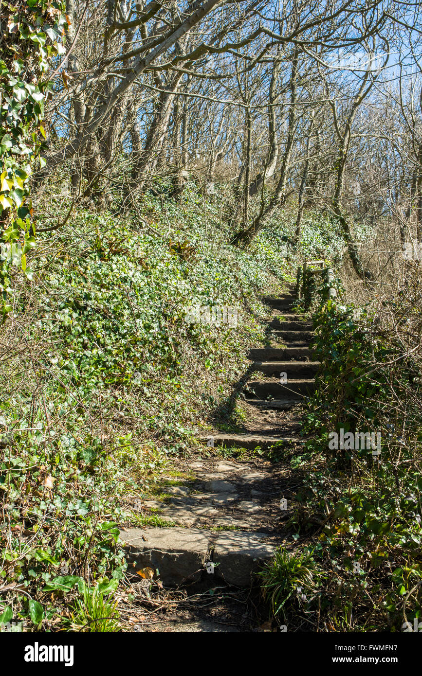 Woodland steps hi-res stock photography and images - Alamy