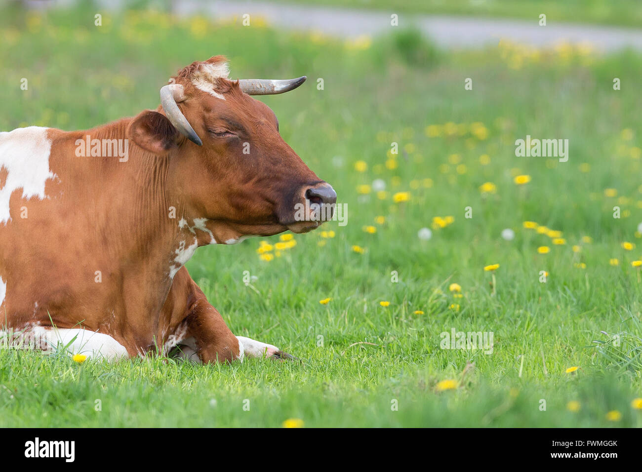 Cow resting in the clearing Stock Photo - Alamy