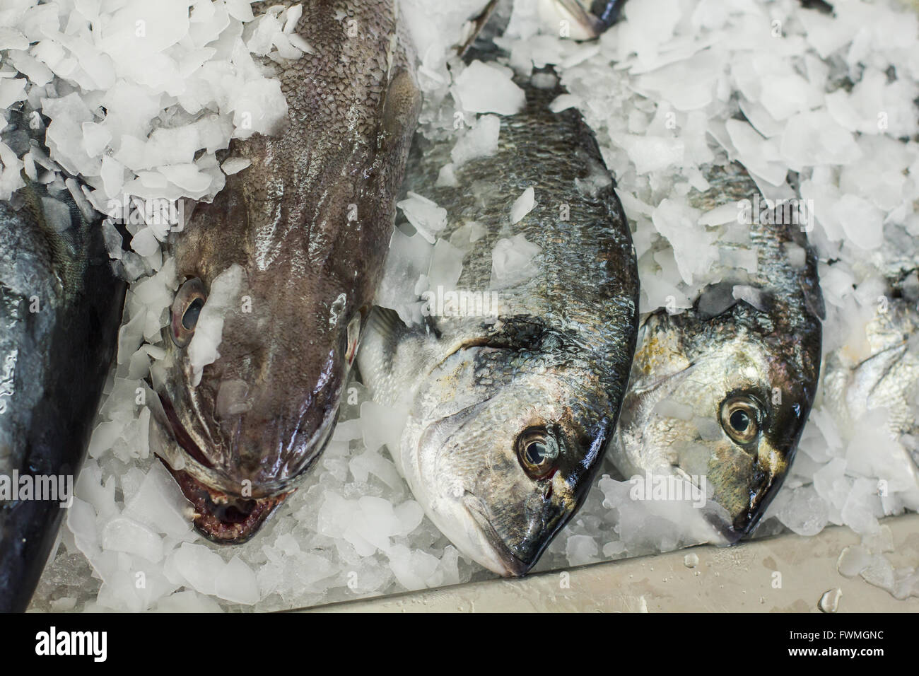Sea fish stored on ice, at fish market Stock Photo - Alamy