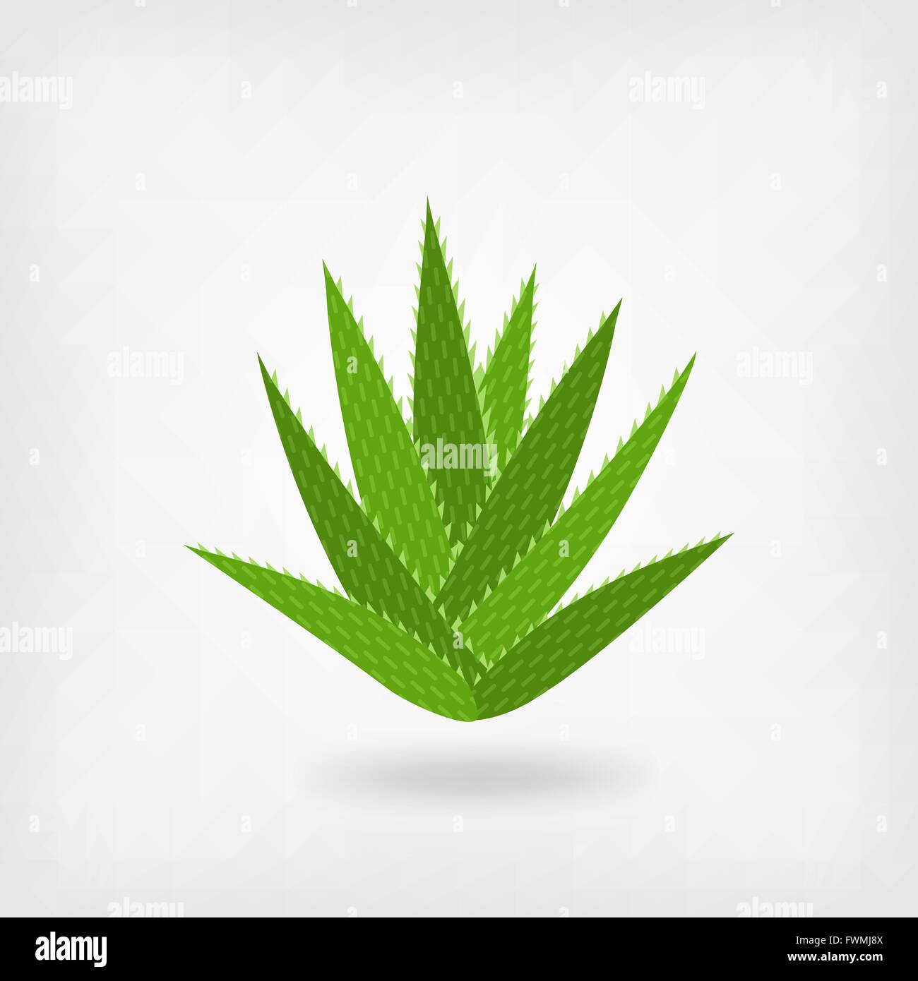 Aloe vera vector vectors hi-res stock photography and images - Alamy