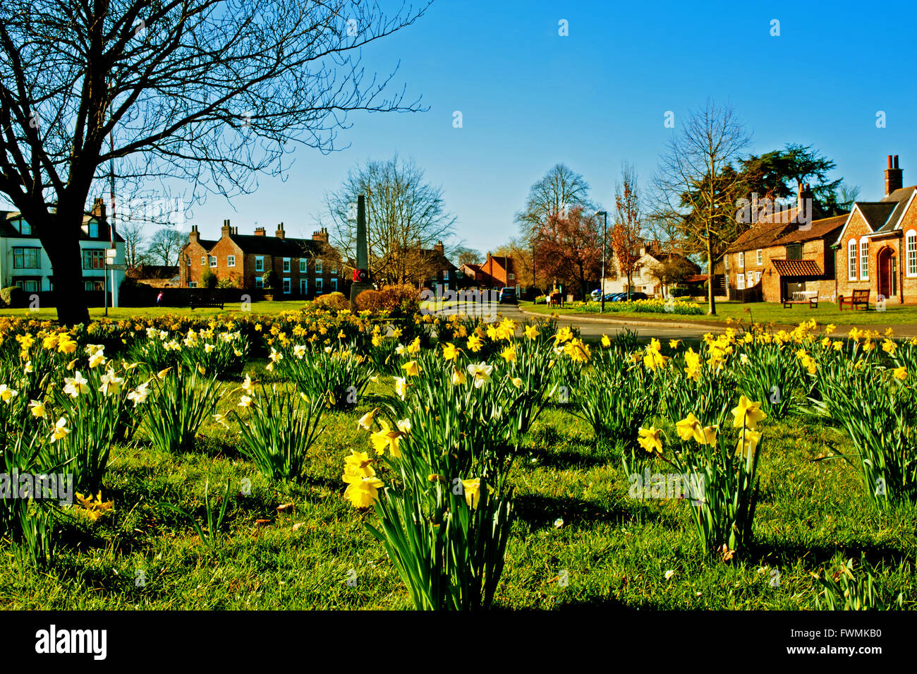 Village Green and Daffodils at Upper Poppleton, Yorkshire Stock Photo ...