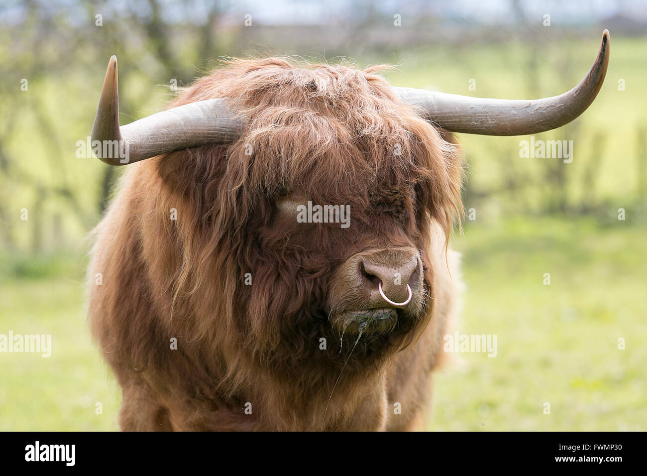 White Male Cow Stock Photos & White Male Cow Stock Images - Alamy