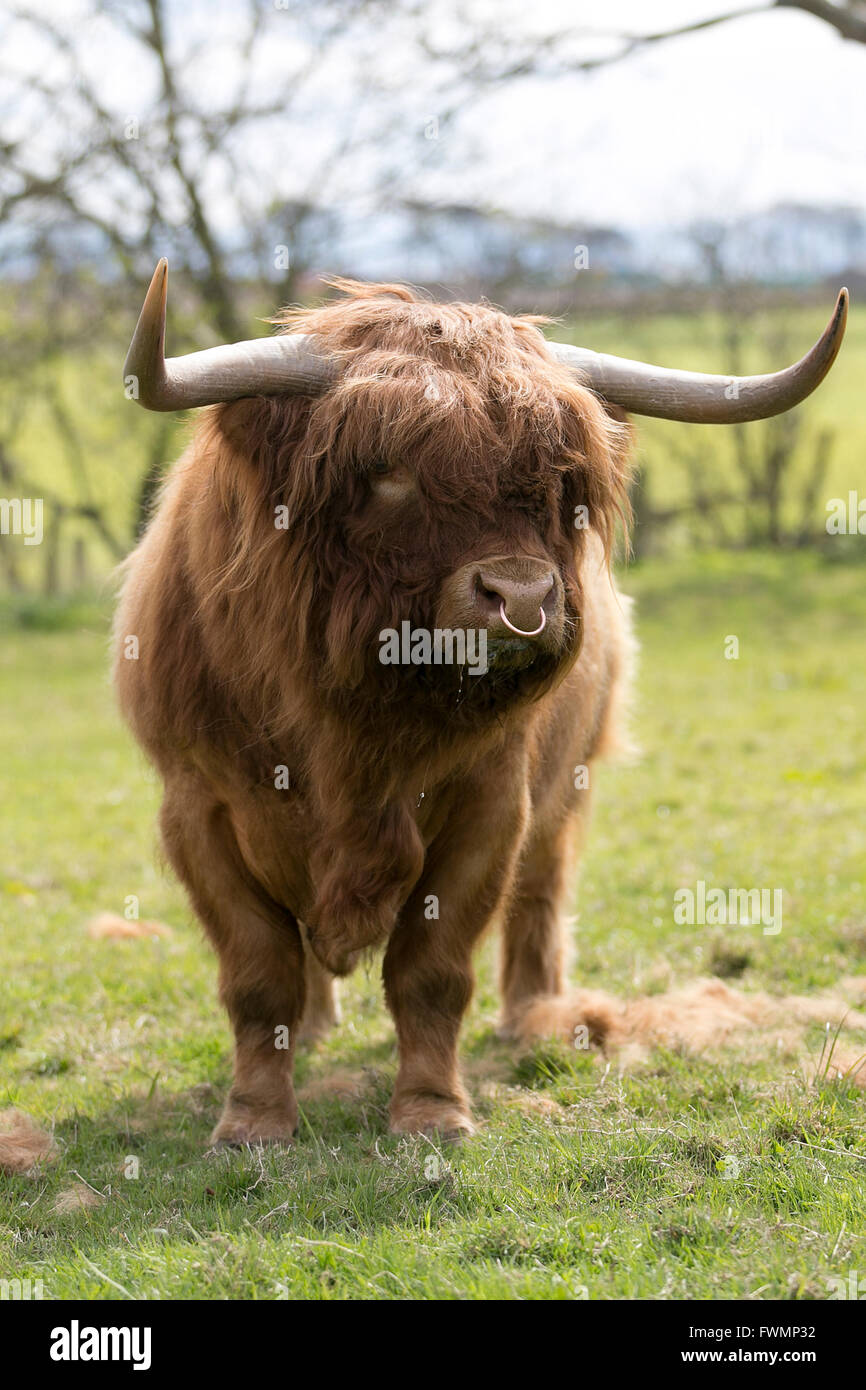 White Male Cow High Resolution Stock Photography and Images - Alamy
