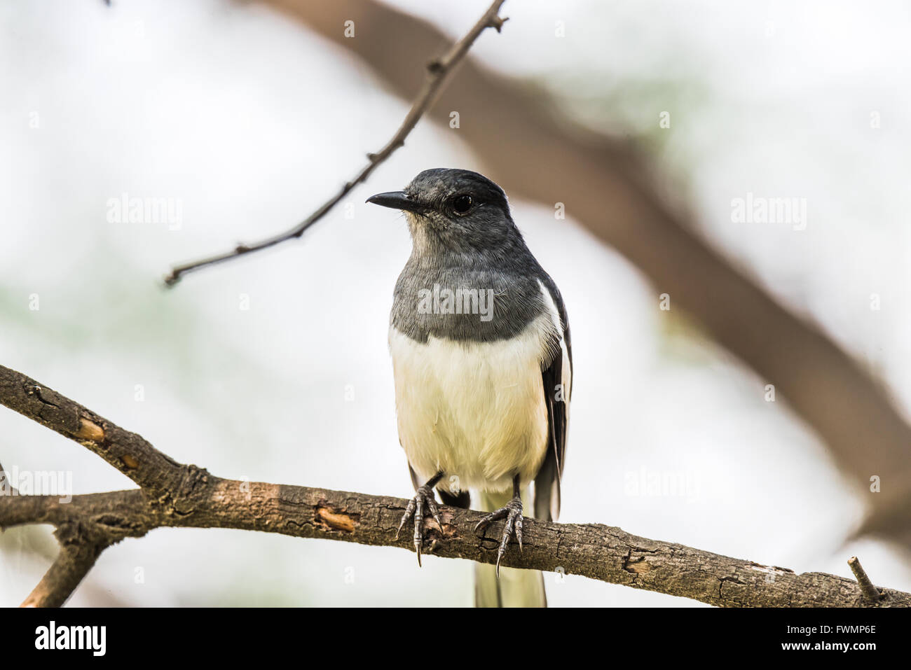 Female oriental magpie robin hi-res stock photography and images - Alamy