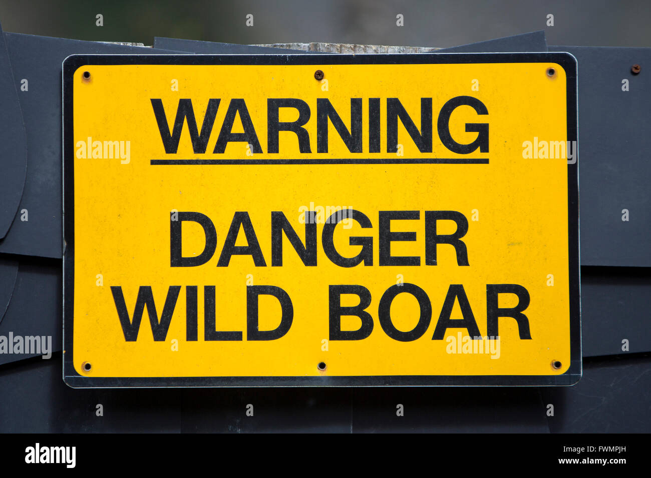 Warning Danger Wild Boar Sign High Resolution Stock Photography and ...