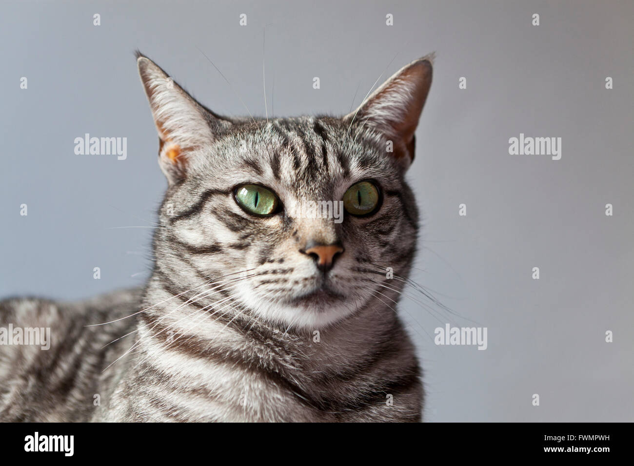 Domestic cat feline hi-res stock photography and images - Alamy