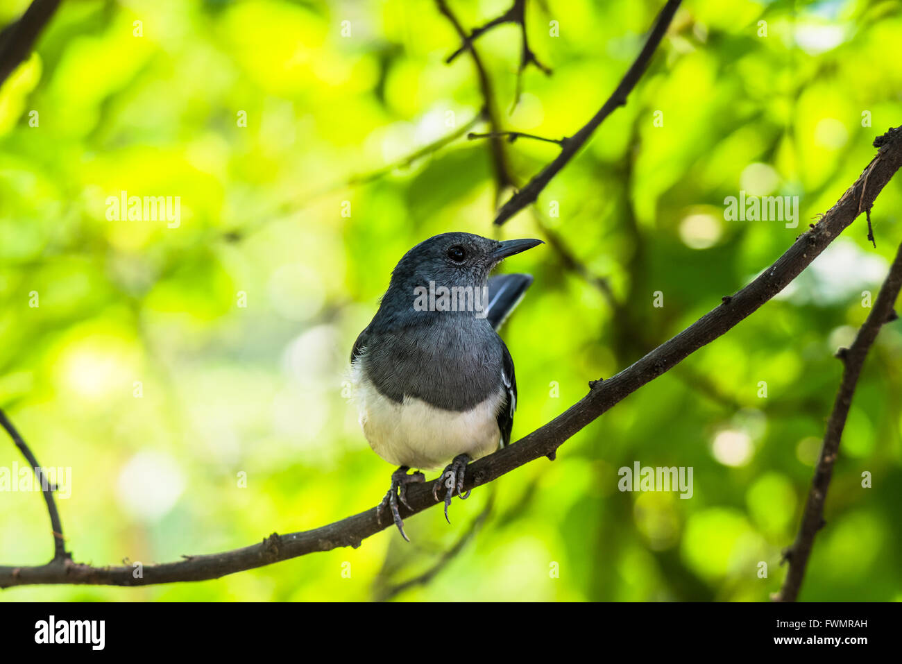 Oriental Magpie Robin female looking curiously Stock Photo - Alamy