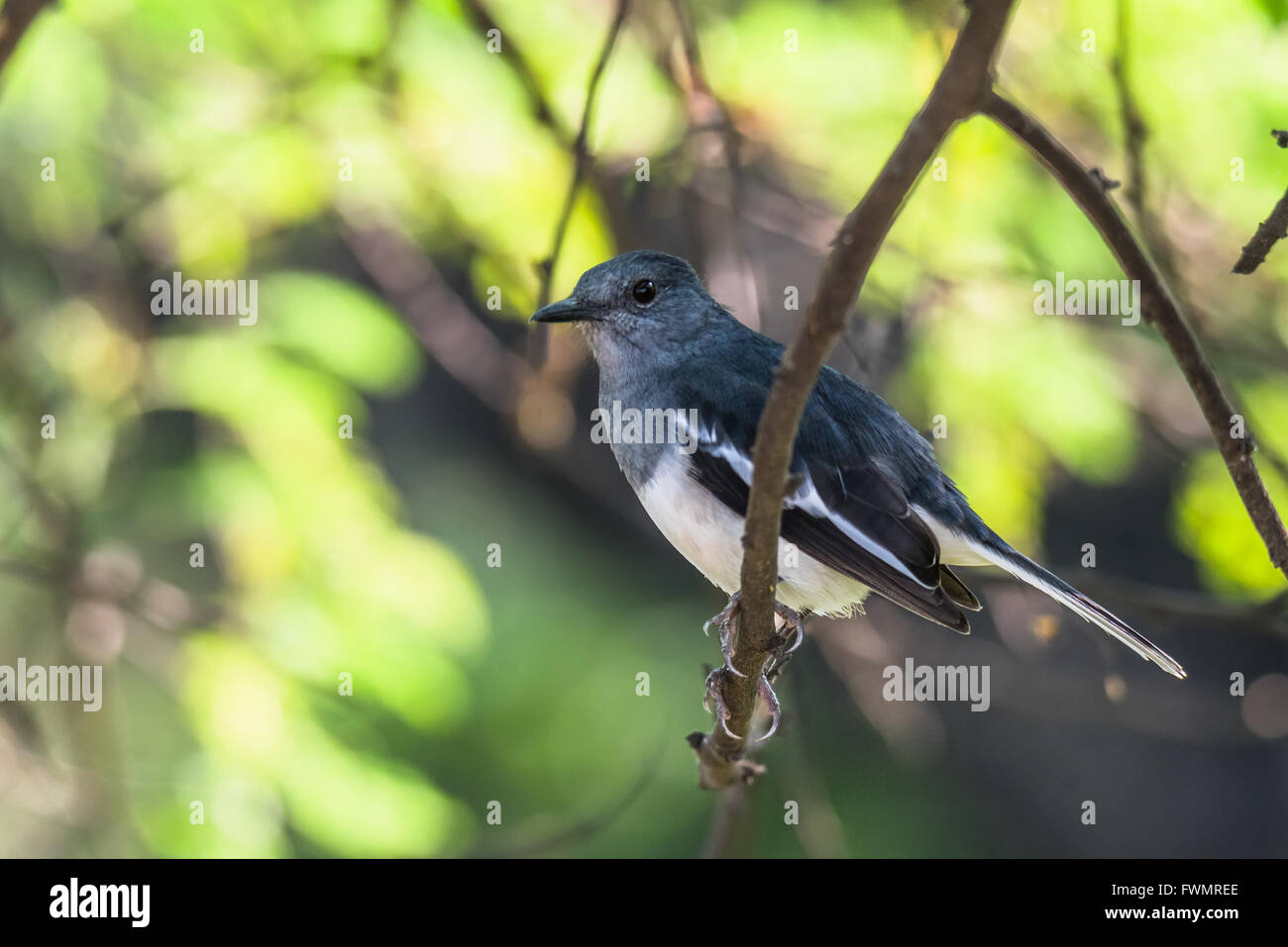 Oriental Magpie Robin female looking curiously Stock Photo - Alamy