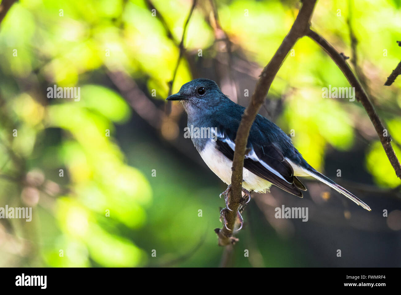 Singing indian robin hi-res stock photography and images - Alamy
