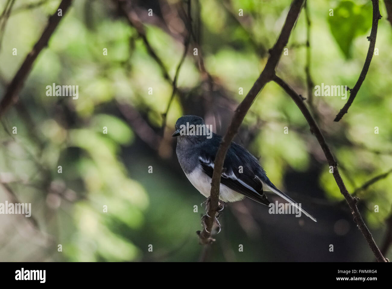 Oriental Magpie Robin female looking curiously Stock Photo - Alamy