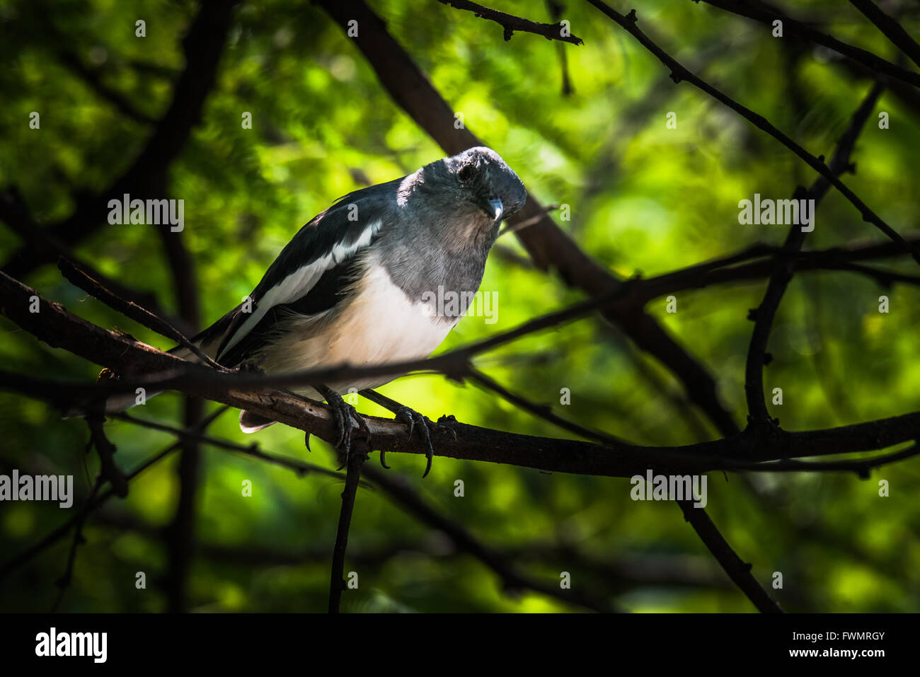 Female robin hi-res stock photography and images - Alamy